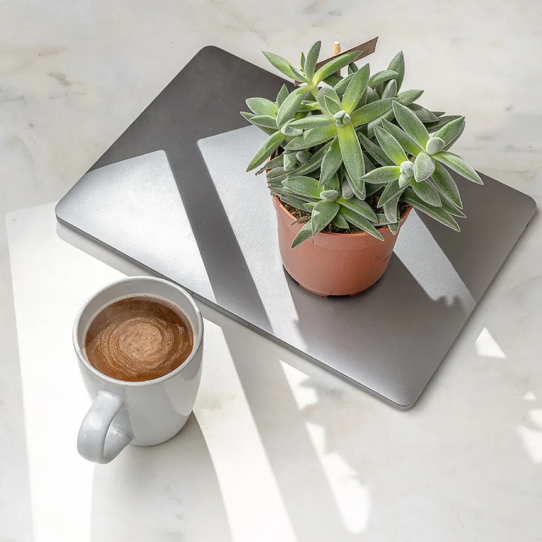 house of kojo - unusual house plants delivered – House of Kojo