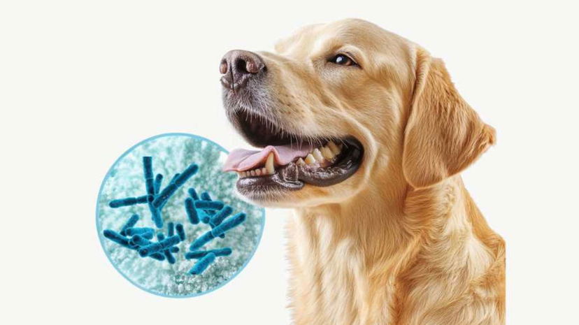 Dogbiotics - Human-Grade Dog Care, Backed By Science