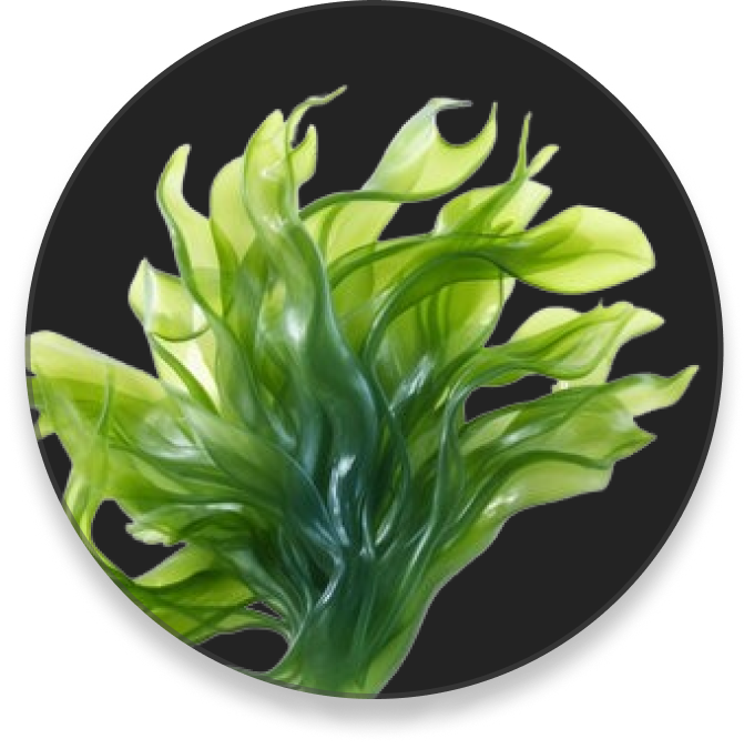 Sea Salt Spray – Based Bodyworks