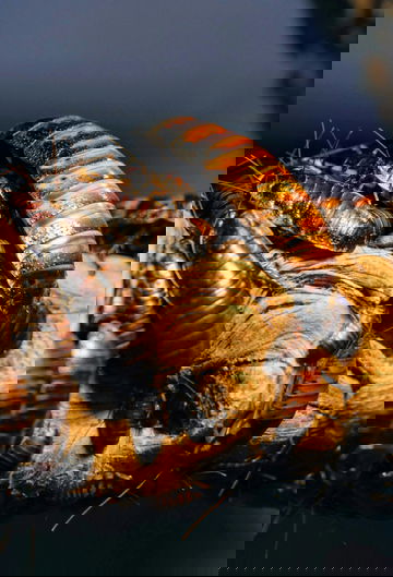 Discoid Roaches for Sale – Healthy, Legal, Live Arrival Guaranteed ...