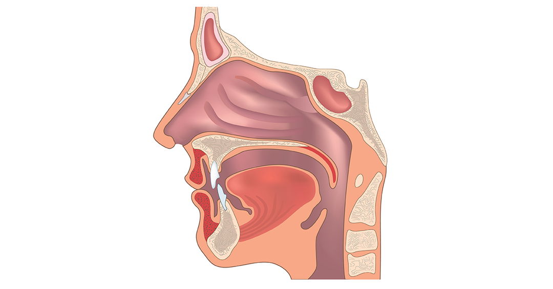 Neusholte Anatomie: Waarom de Vorm van Je Neus Je Ademhaling Beïnvloedt ...