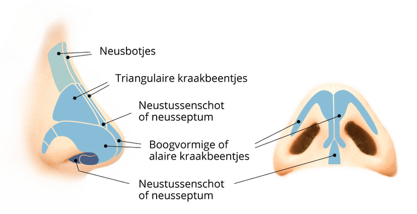 Neusholte Anatomie: Waarom de Vorm van Je Neus Je Ademhaling Beïnvloedt ...