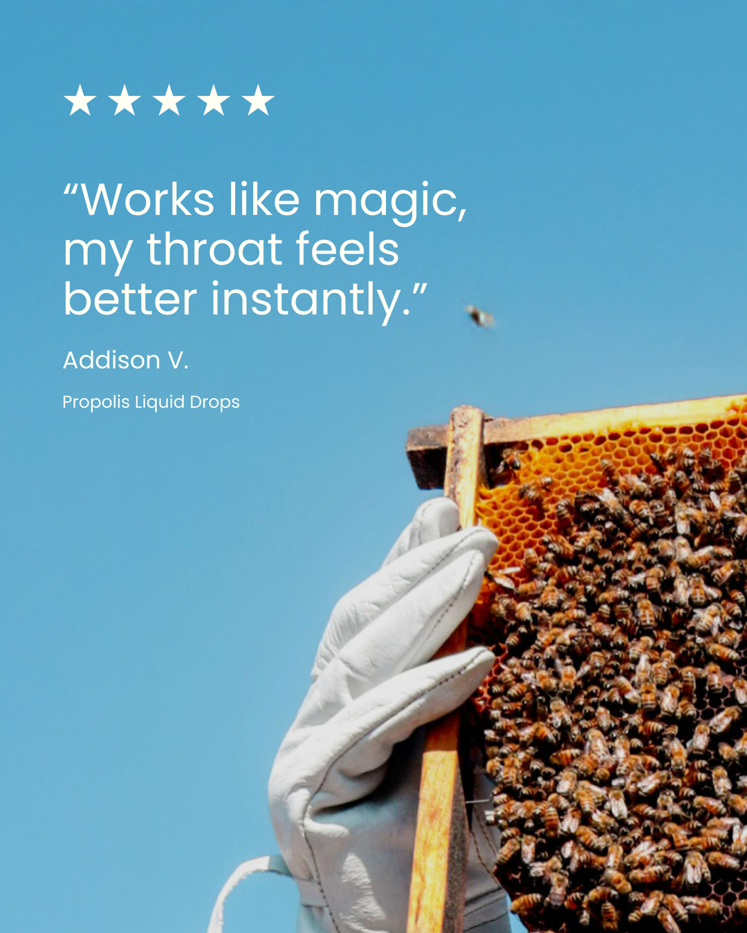 Disease of Bees: Comprehensive Guide to Honey Bee Pests and Diseases