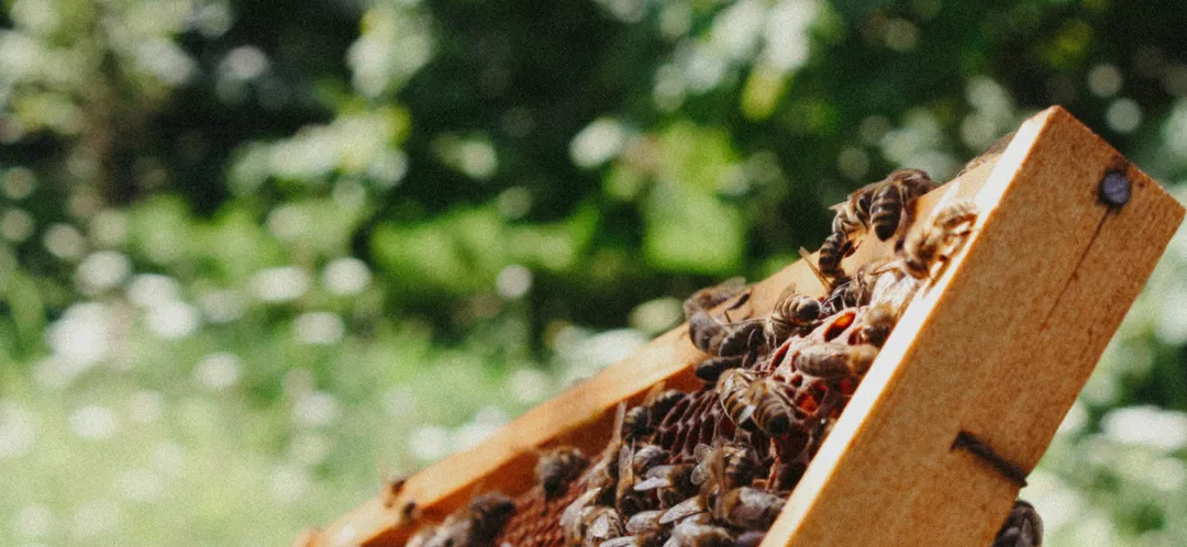 Natural Life Australia | Official Website | Hive-Powered Wellness