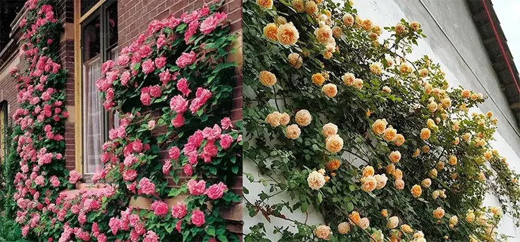 Climbing Rose – rarepick